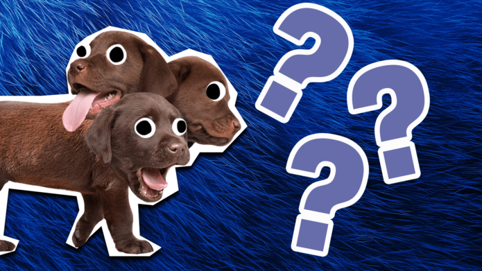 How Well Do You Know the Dog Man Book Series? | Beano.com